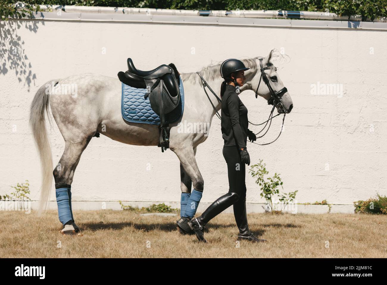 Equestrian sport. Portrait of young woman, female rider training at ...