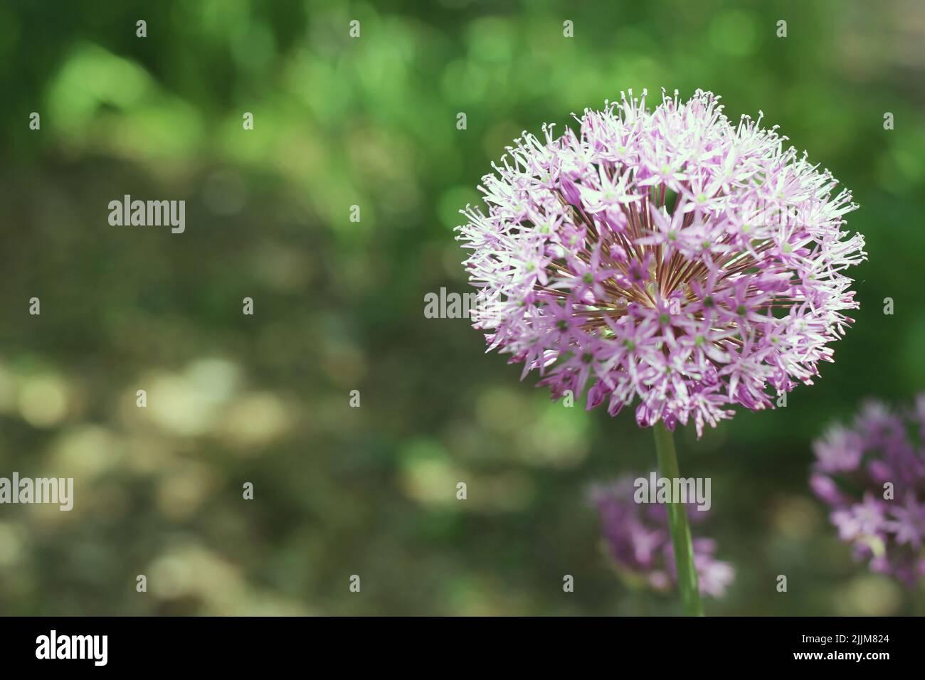 Beautiful allium flower growing in the bright sun Stock Photo - Alamy