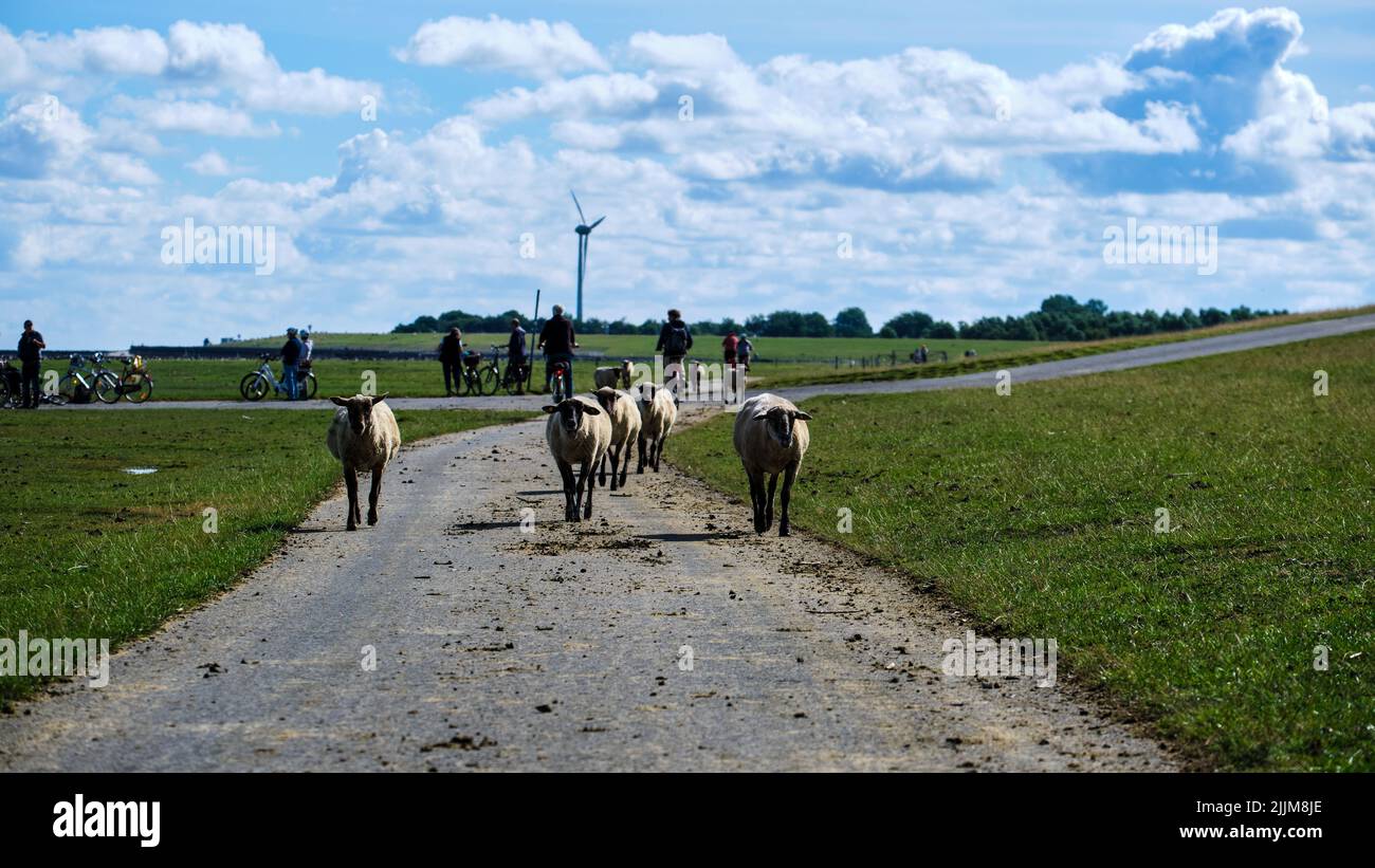 Sheep running hi-res stock photography and images - Alamy
