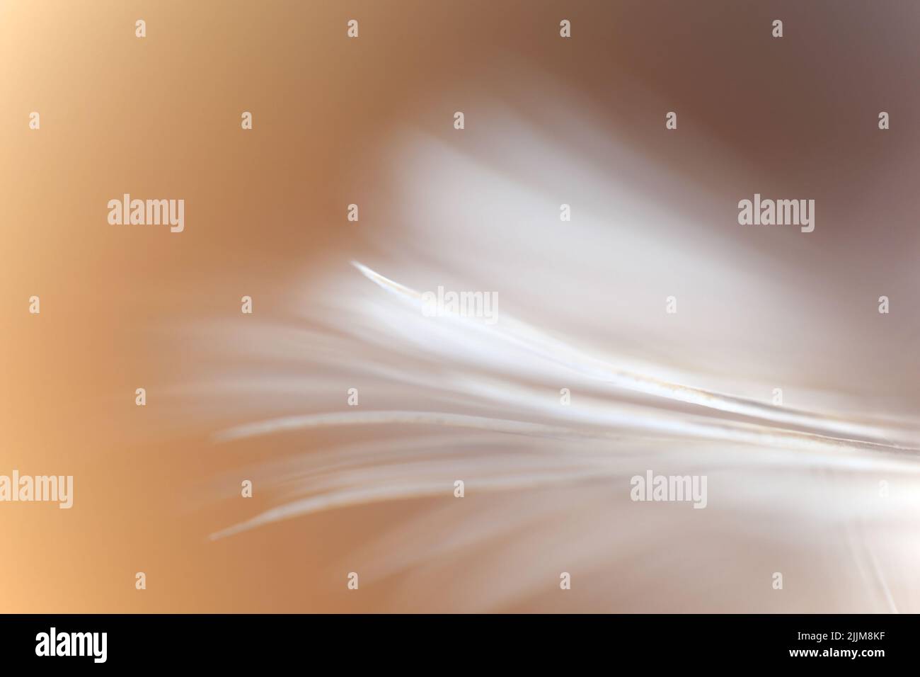 Defocused bird feather texture for background, fantasy, abstract, soft ...