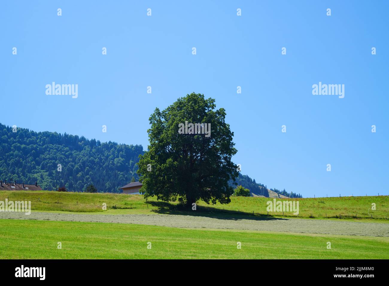 The Bavarian Alps and hills in summer sunshine are green and stunningly ...