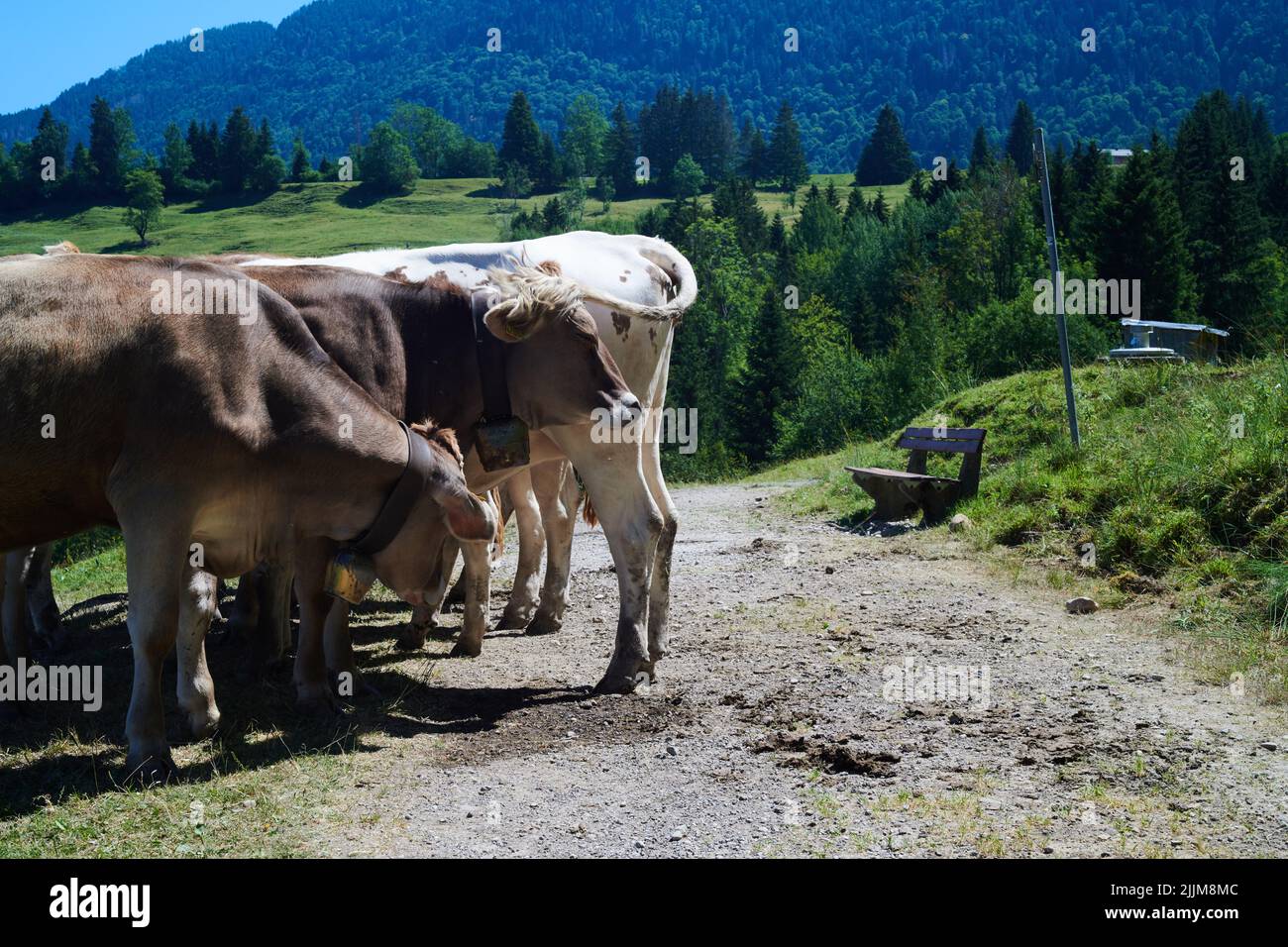 Healthy milk cows grazing on the hills of the Bavarian Alps Stock Photo ...