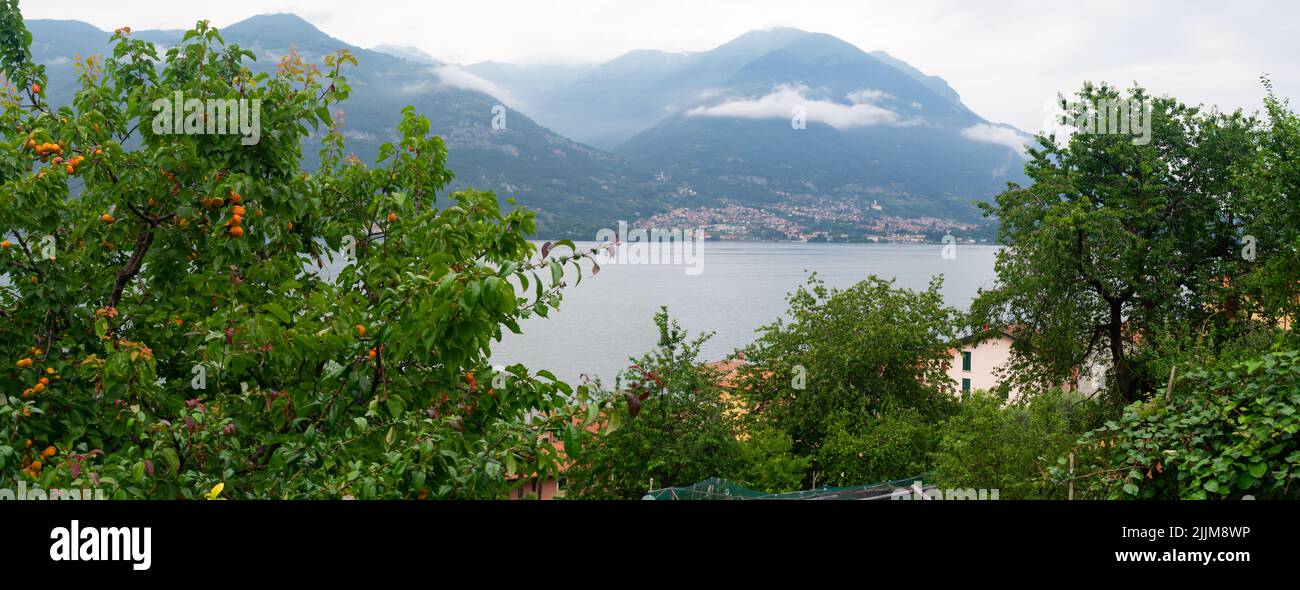 Italian Orange Tree in foreground and lake como in background Italy ...