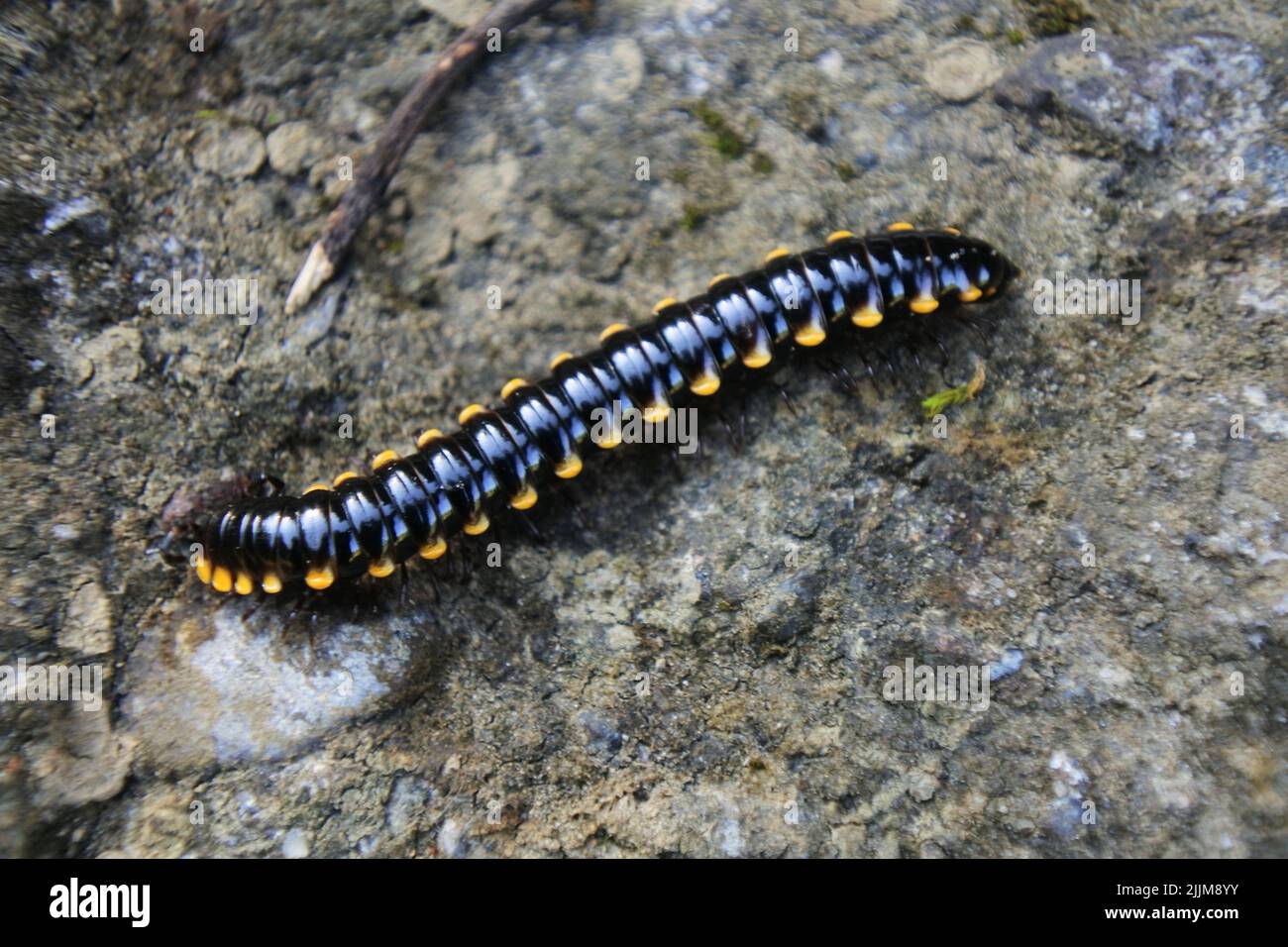 Bug surface hi-res stock photography and images - Alamy