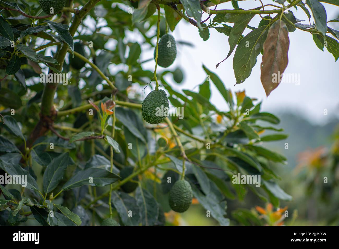 A closeup of Hass avocados growing on a tree Stock Photo - Alamy