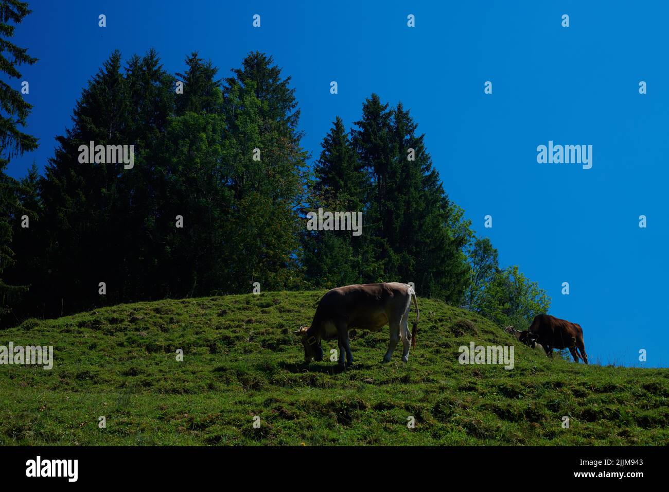 The Bavarian Alps and hills in summer sunshine are green and stunningly ...