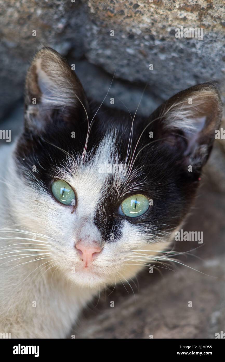 Cat white background stare hi-res stock photography and images - Alamy