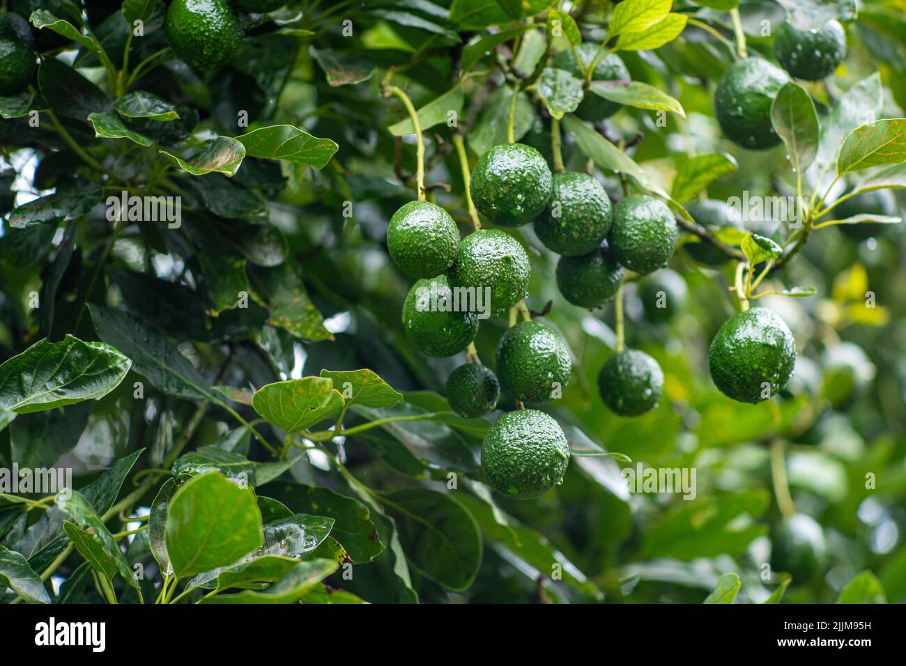 Wallpaper avocados hi-res stock photography and images - Alamy