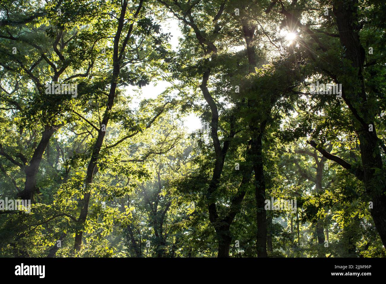 Top-down forest view. Sunlight through the leaves Stock Photo - Alamy