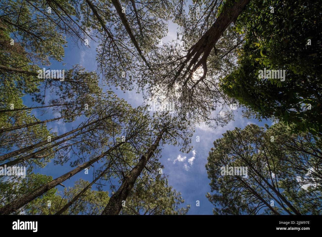 A low angle shot of huge trees in a forest with the sky in the ...