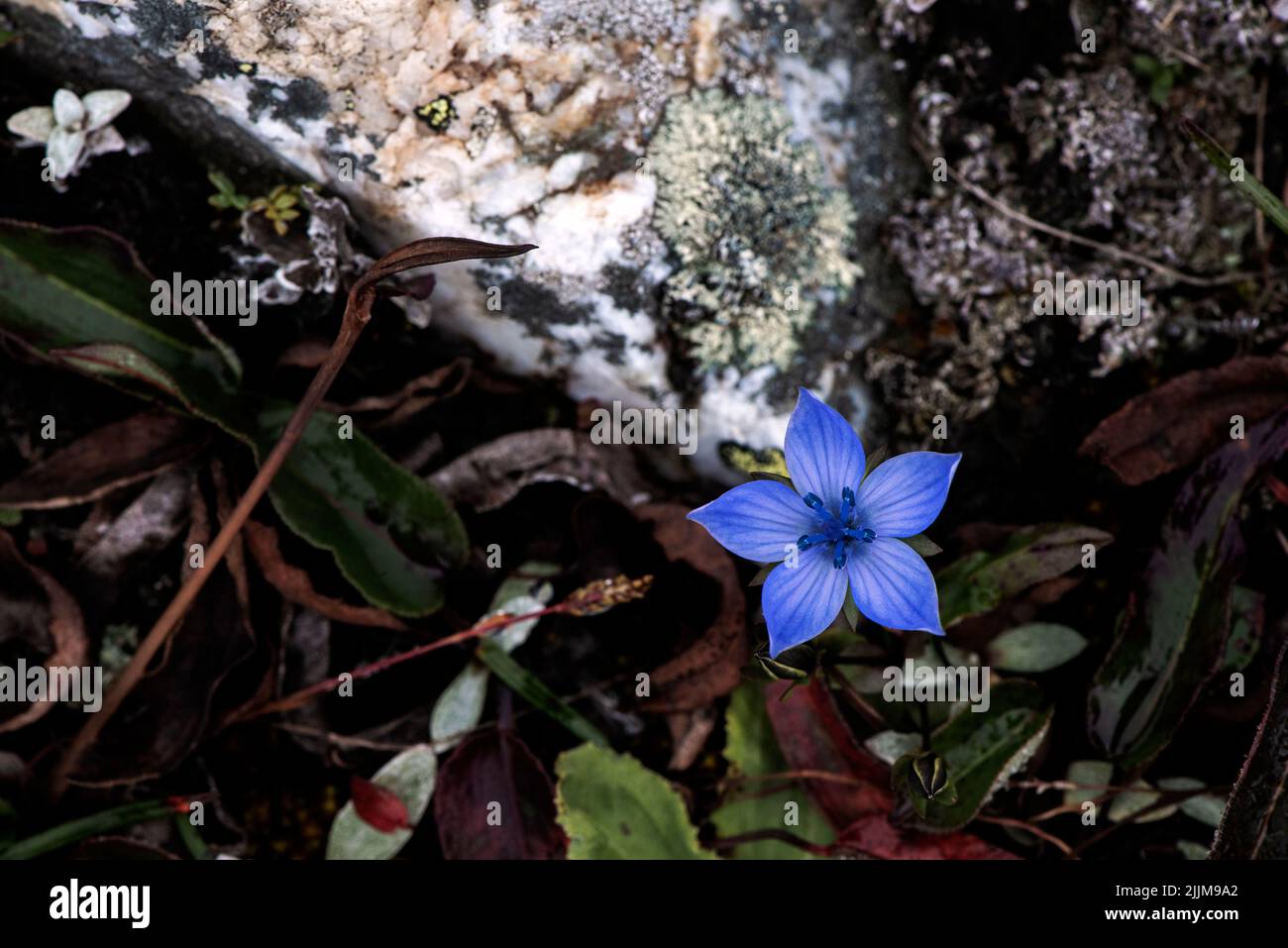 Blue himalayan hi-res stock photography and images - Alamy