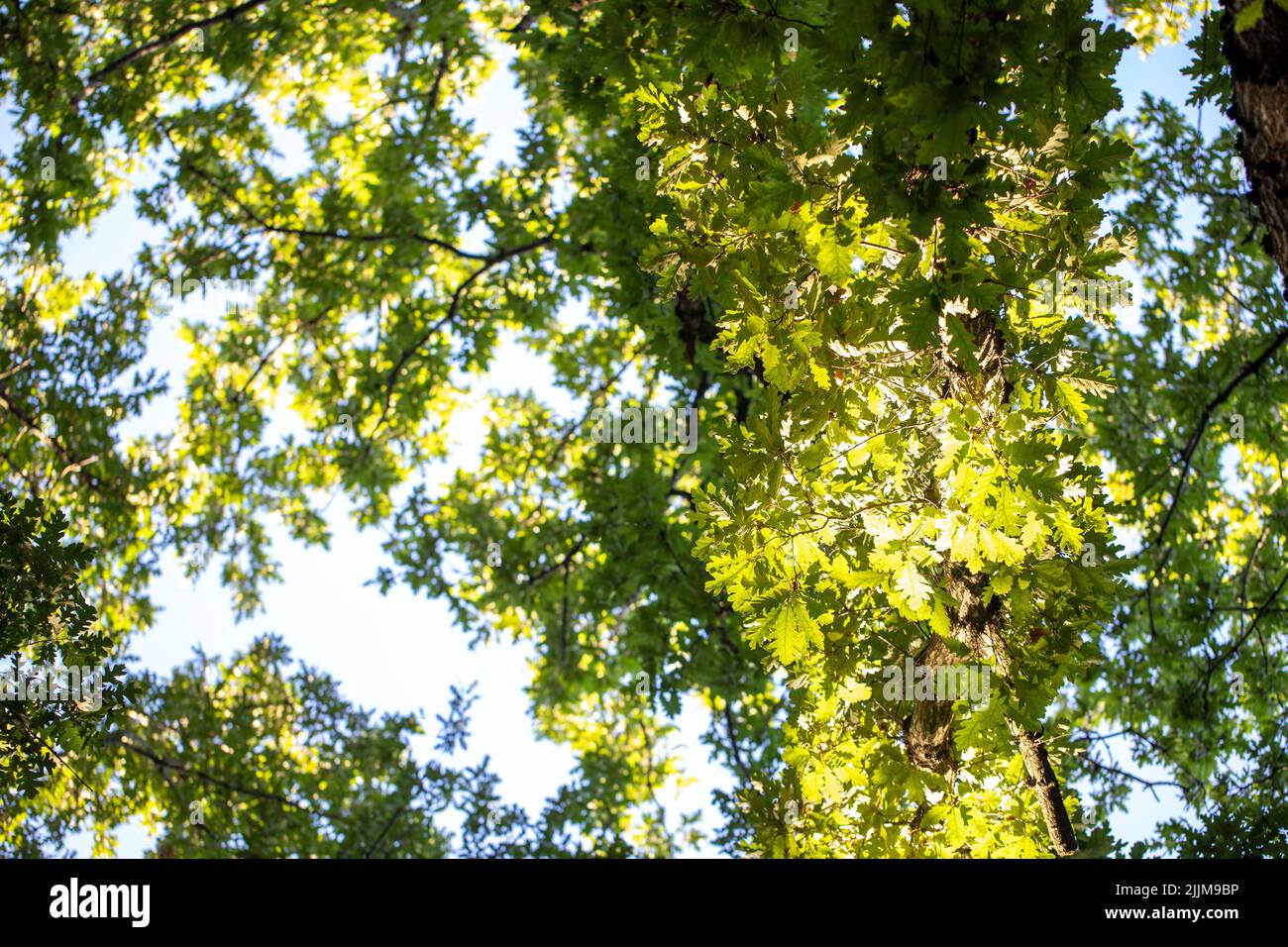 Top-down forest view. Sunlight through the leaves Stock Photo - Alamy