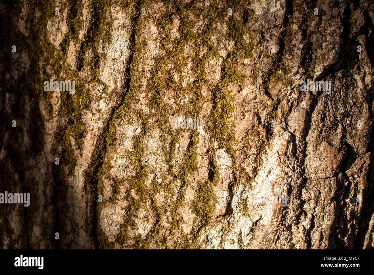 tree bark. Close-up bark background. mossy tree Stock Photo - Alamy