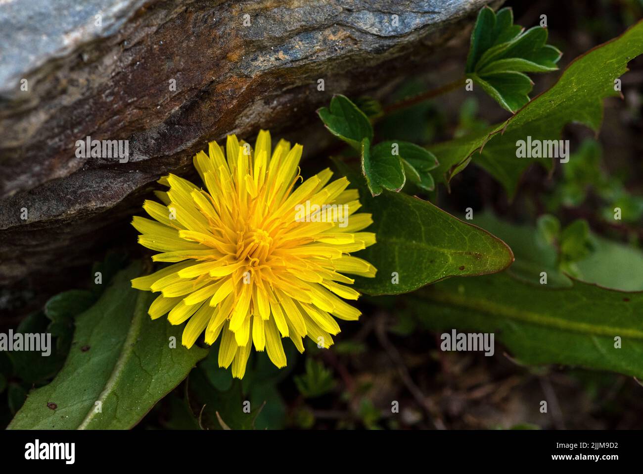 Beautiful closeup shot yellow hi-res stock photography and images - Alamy
