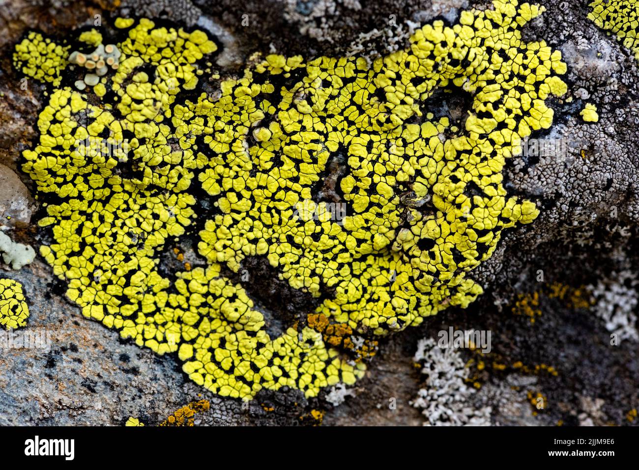 a photo of black rock covered with yellow moss Stock Photo - Alamy