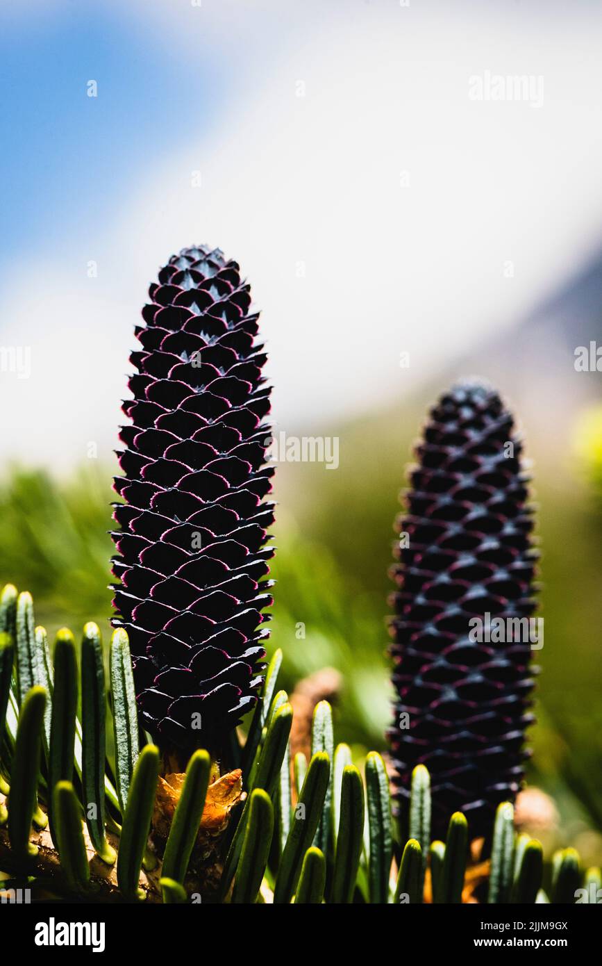 closeup photo of black fine fruit Stock Photo - Alamy