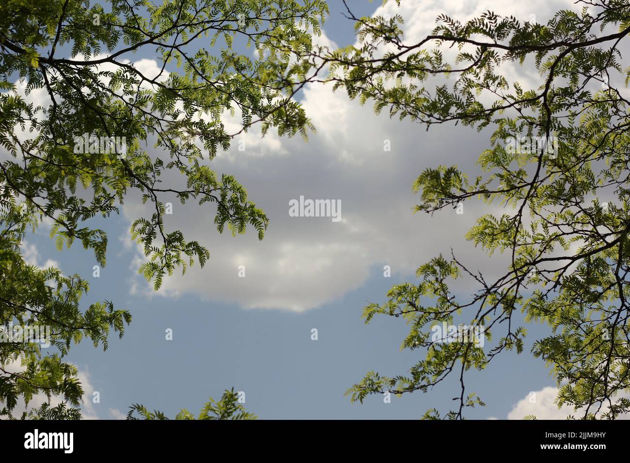 Leafy spring green trees growing in the meadow against the sky with ...