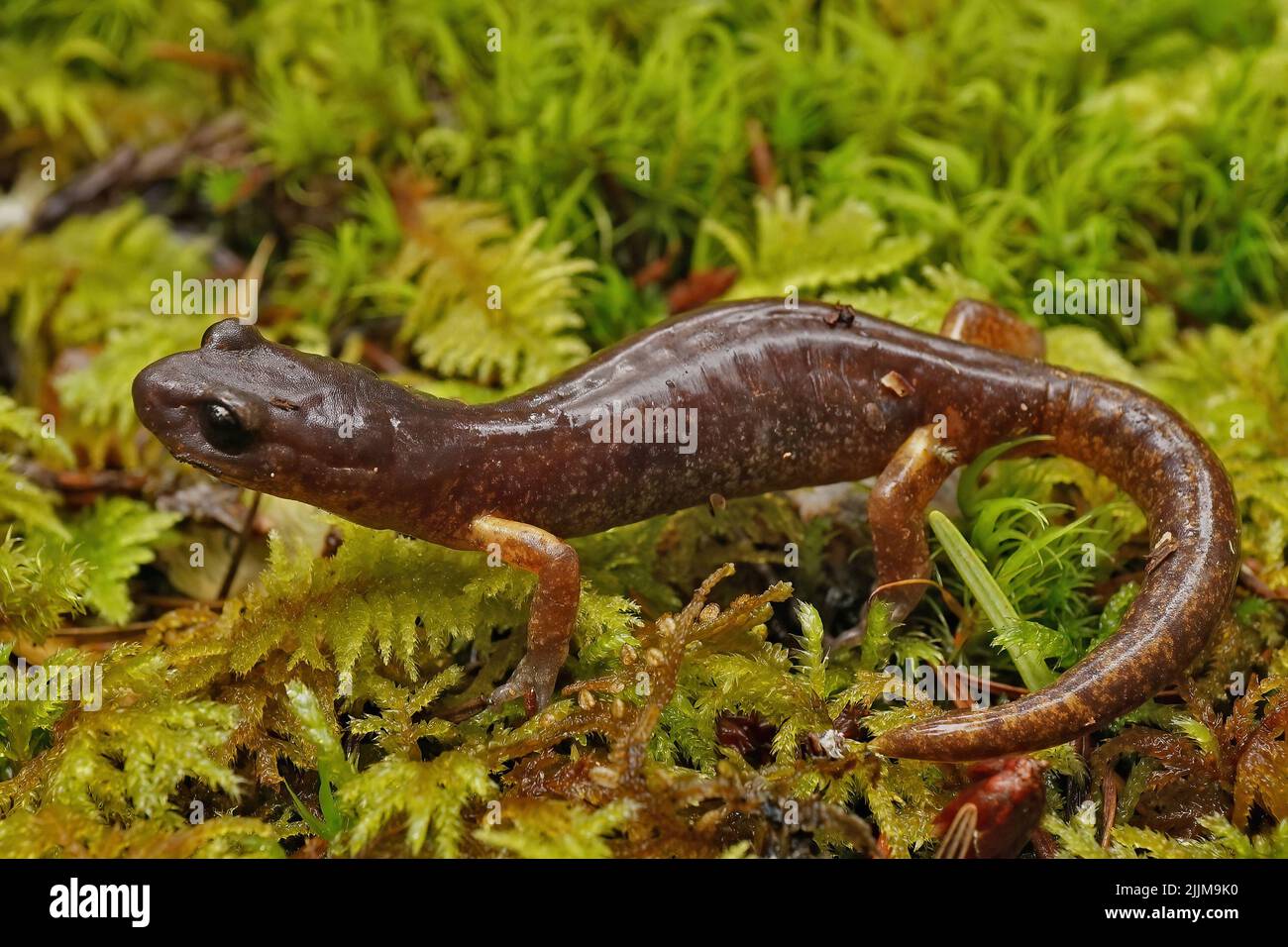Closeup on an adult Ensatina eschscholtzii salamander sitting on green ...