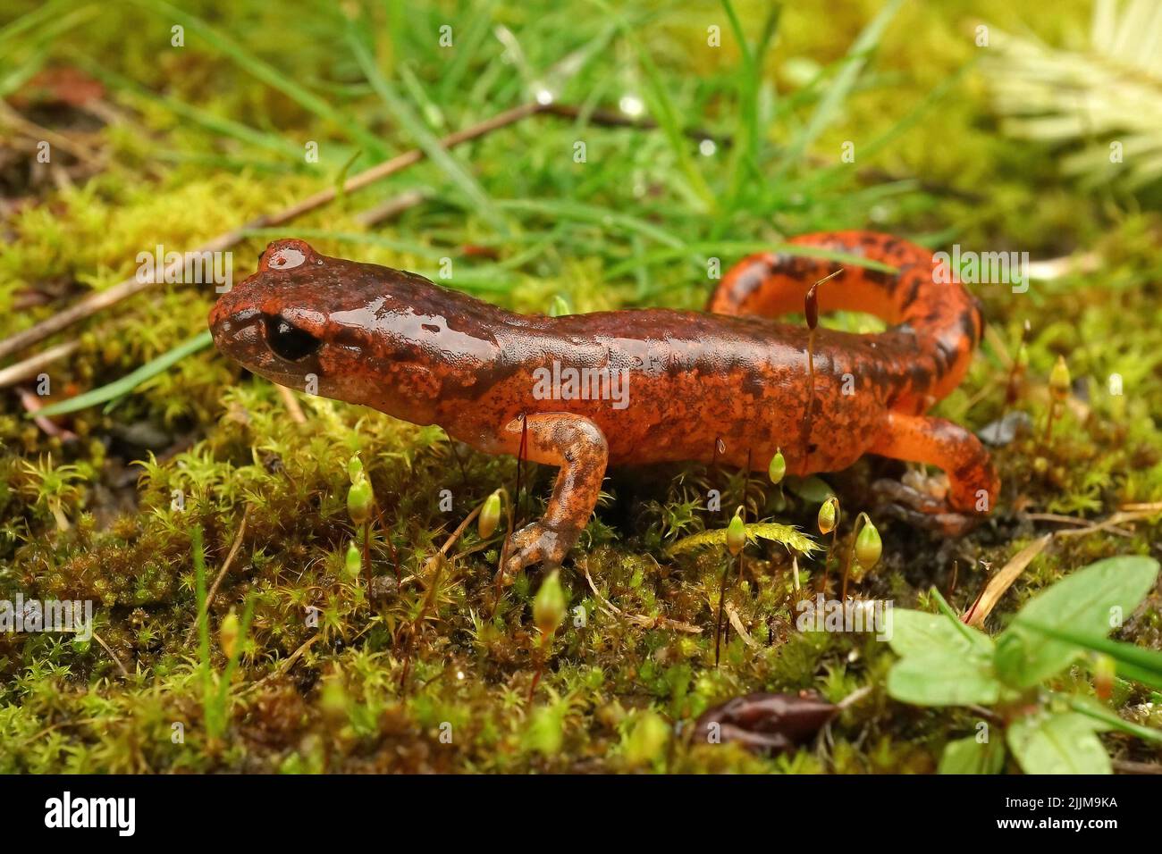 Colorful salamander hi-res stock photography and images - Alamy