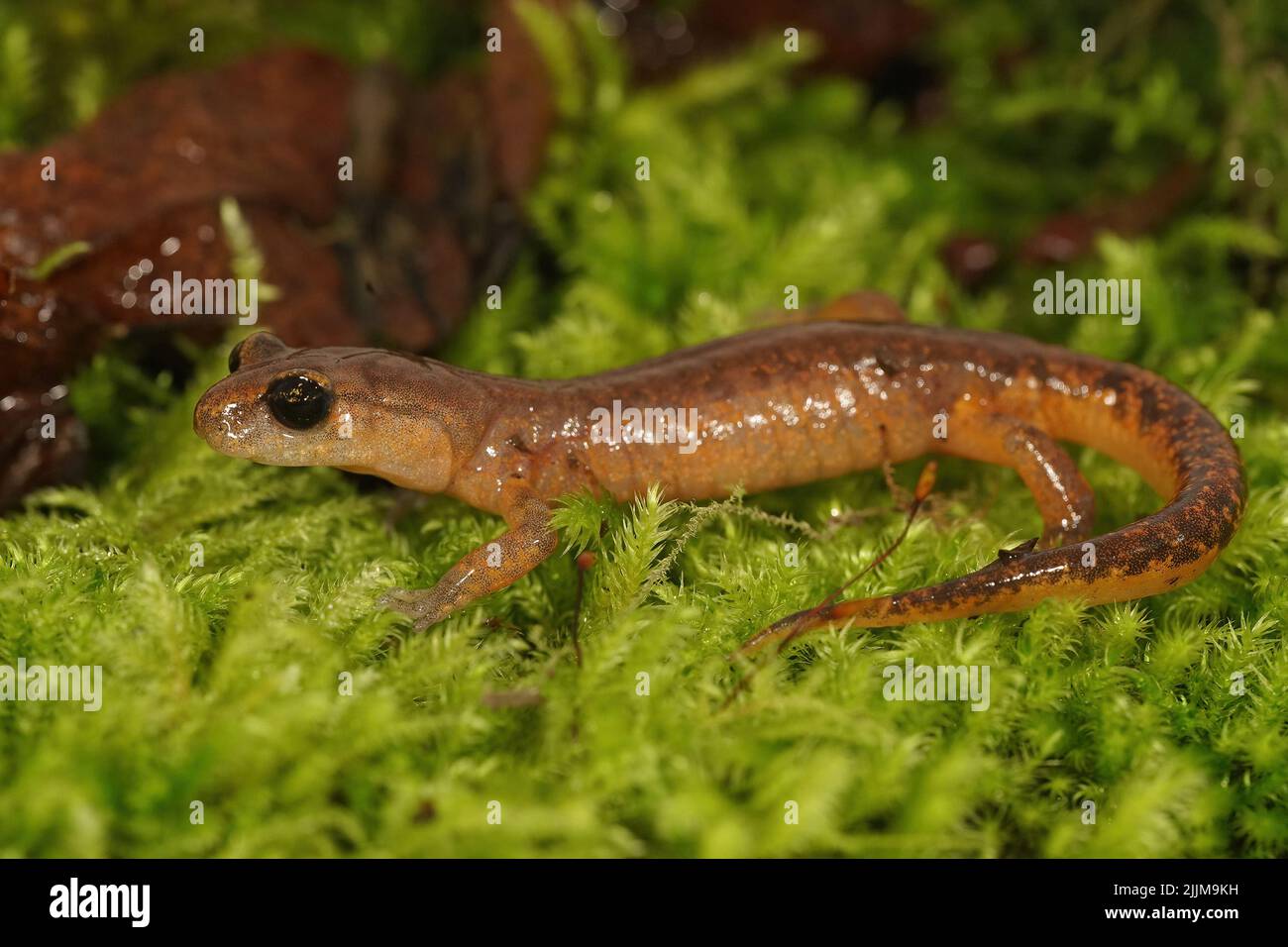 Washington state amphibian hi-res stock photography and images - Alamy