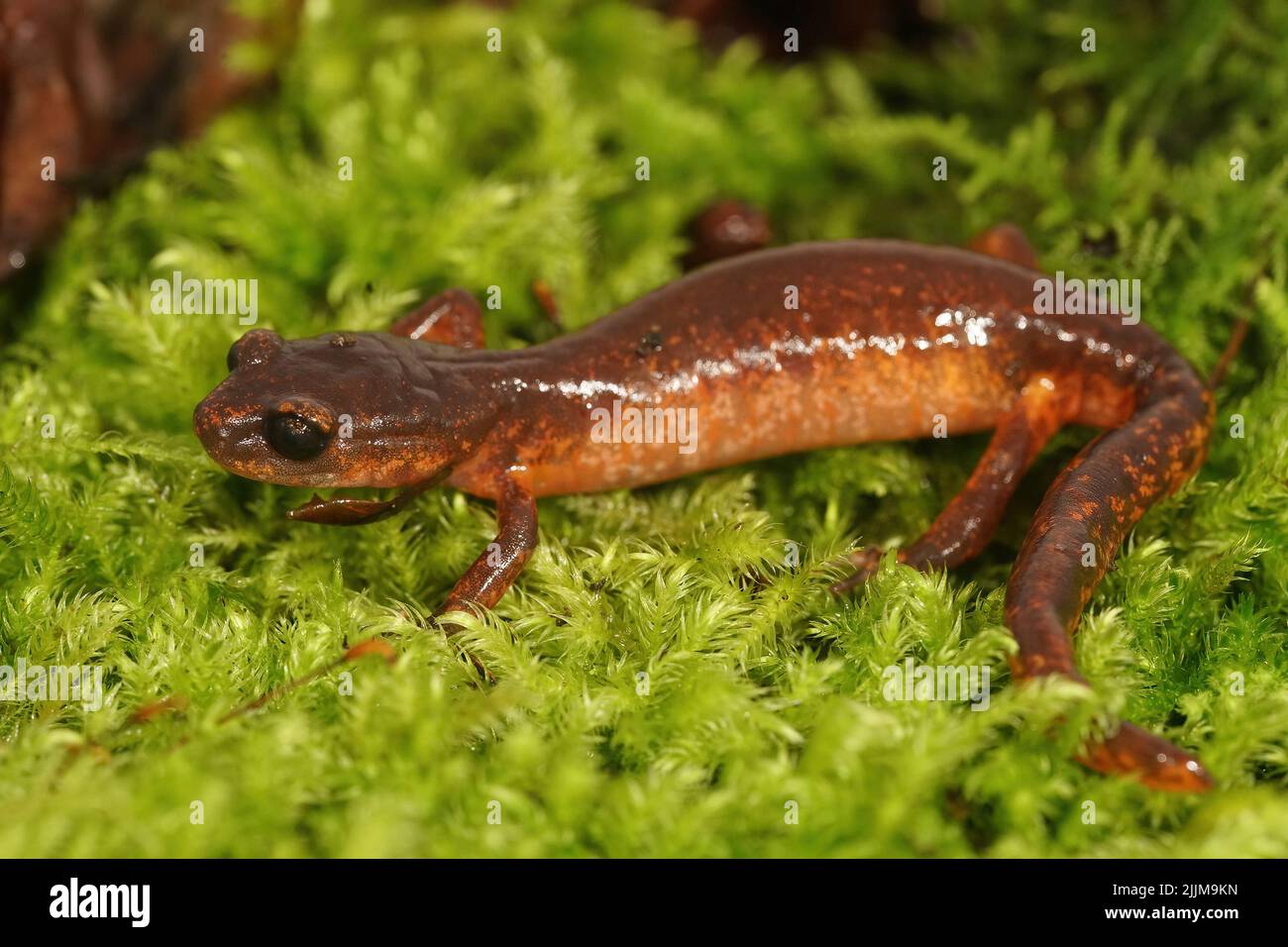 Closeup on a red colored female Ensatina eschscholtzii intermediate ...