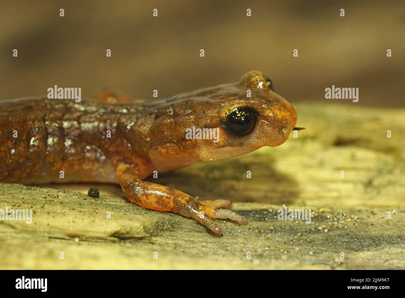 Washington state amphibian hi-res stock photography and images - Alamy