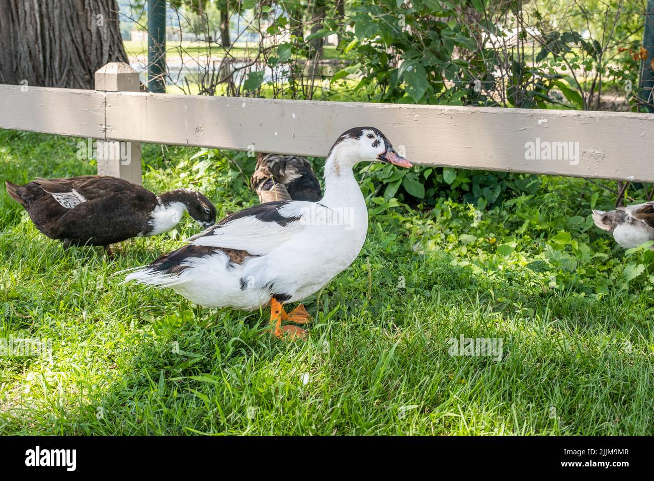 Magpie ducks hi-res stock photography and images - Alamy