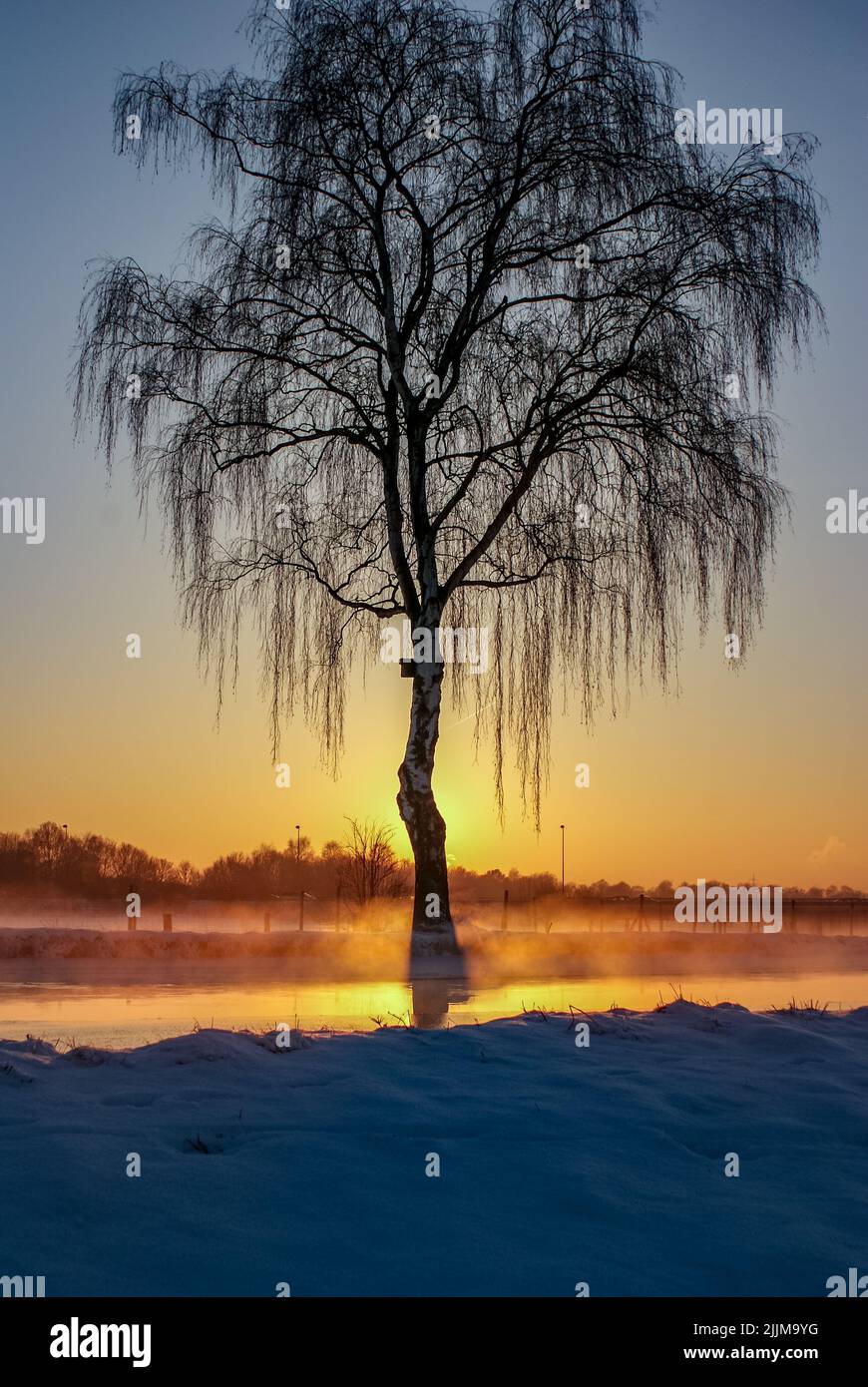 A vertical shot of a beautiful, tall tree along a river with snowy ...