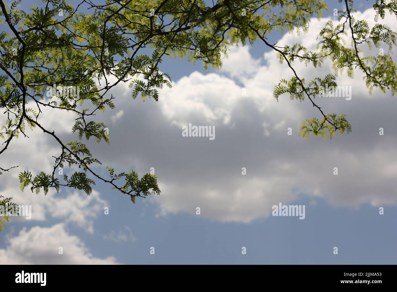 Leafy spring green trees growing in the meadow against the sky with ...