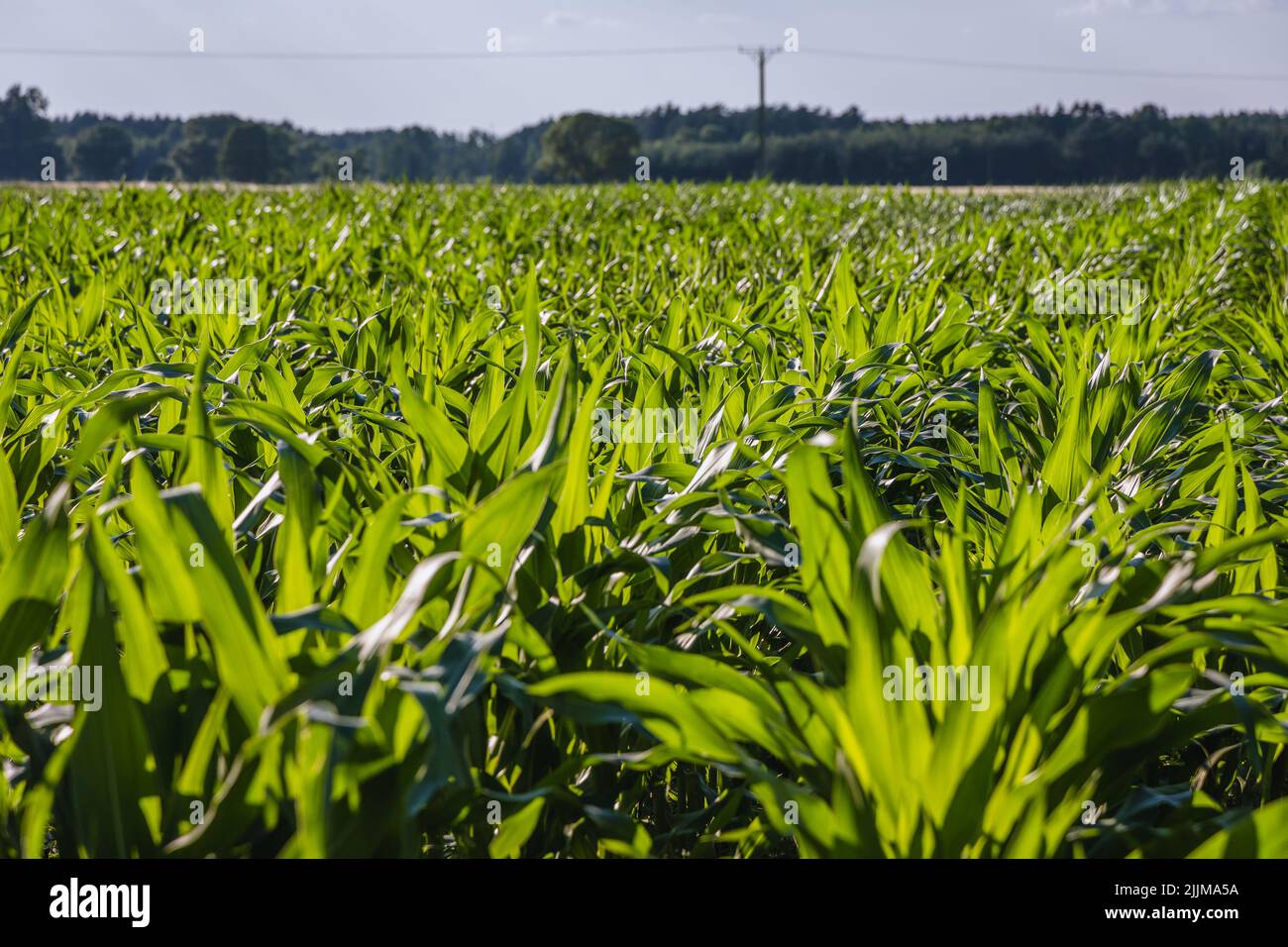 Maize field in Wegrow County, Mazovian Voivodeship of Poland Stock ...