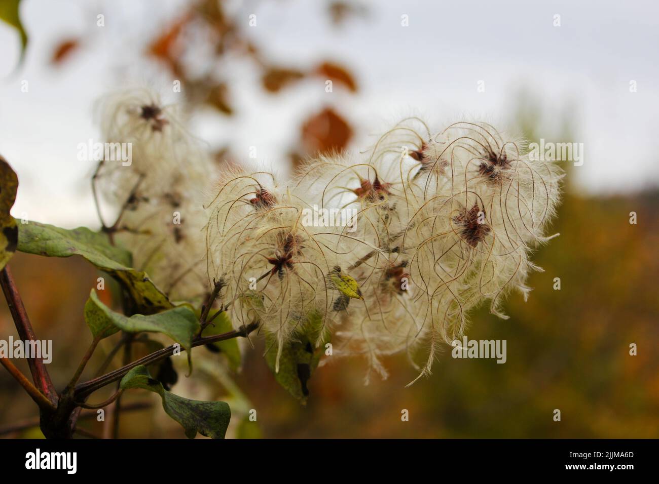 The seeds of clematis vitalba plant in a park Stock Photo - Alamy