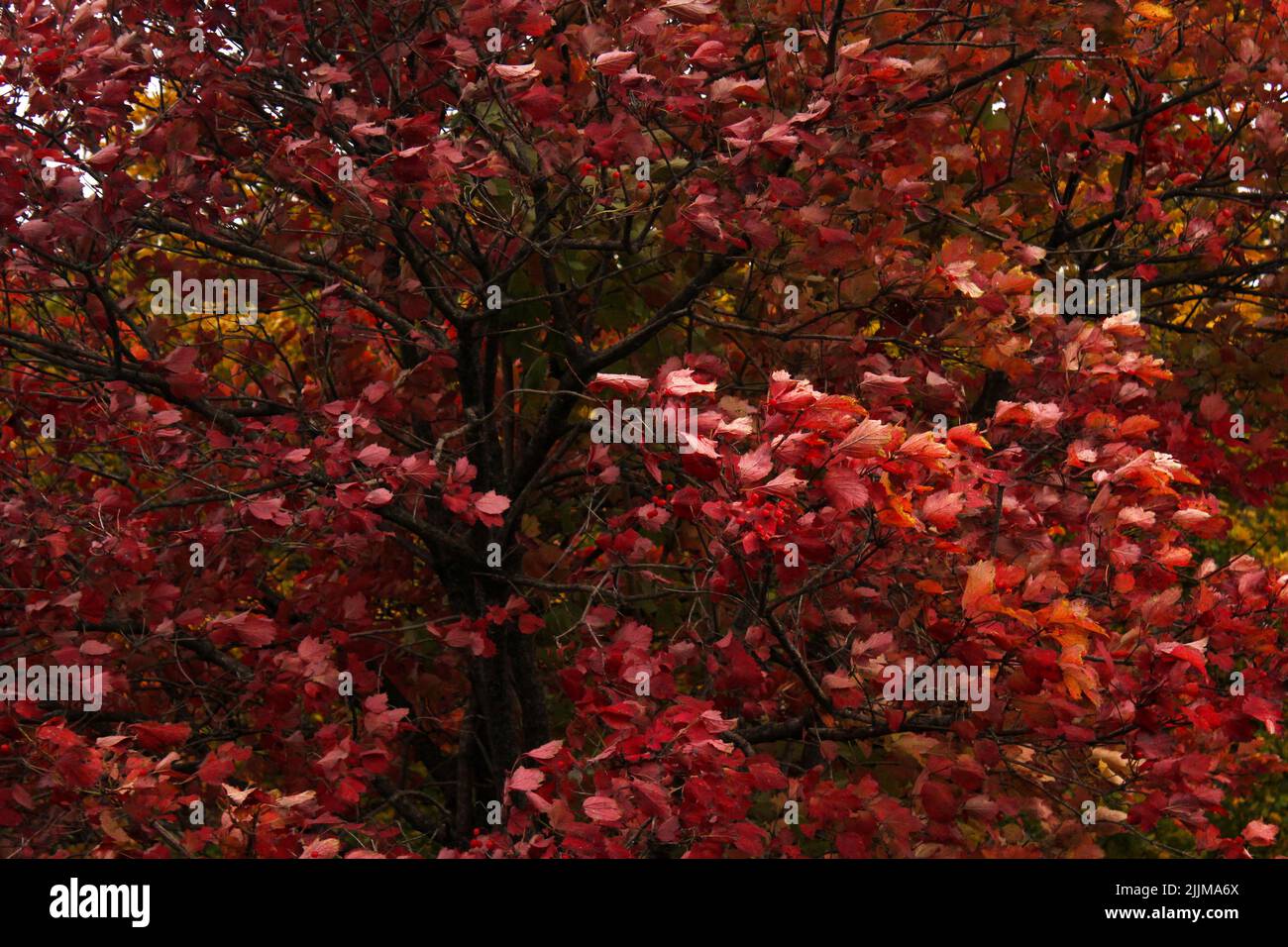 The red leaves of an autumn tree in a forest Stock Photo - Alamy