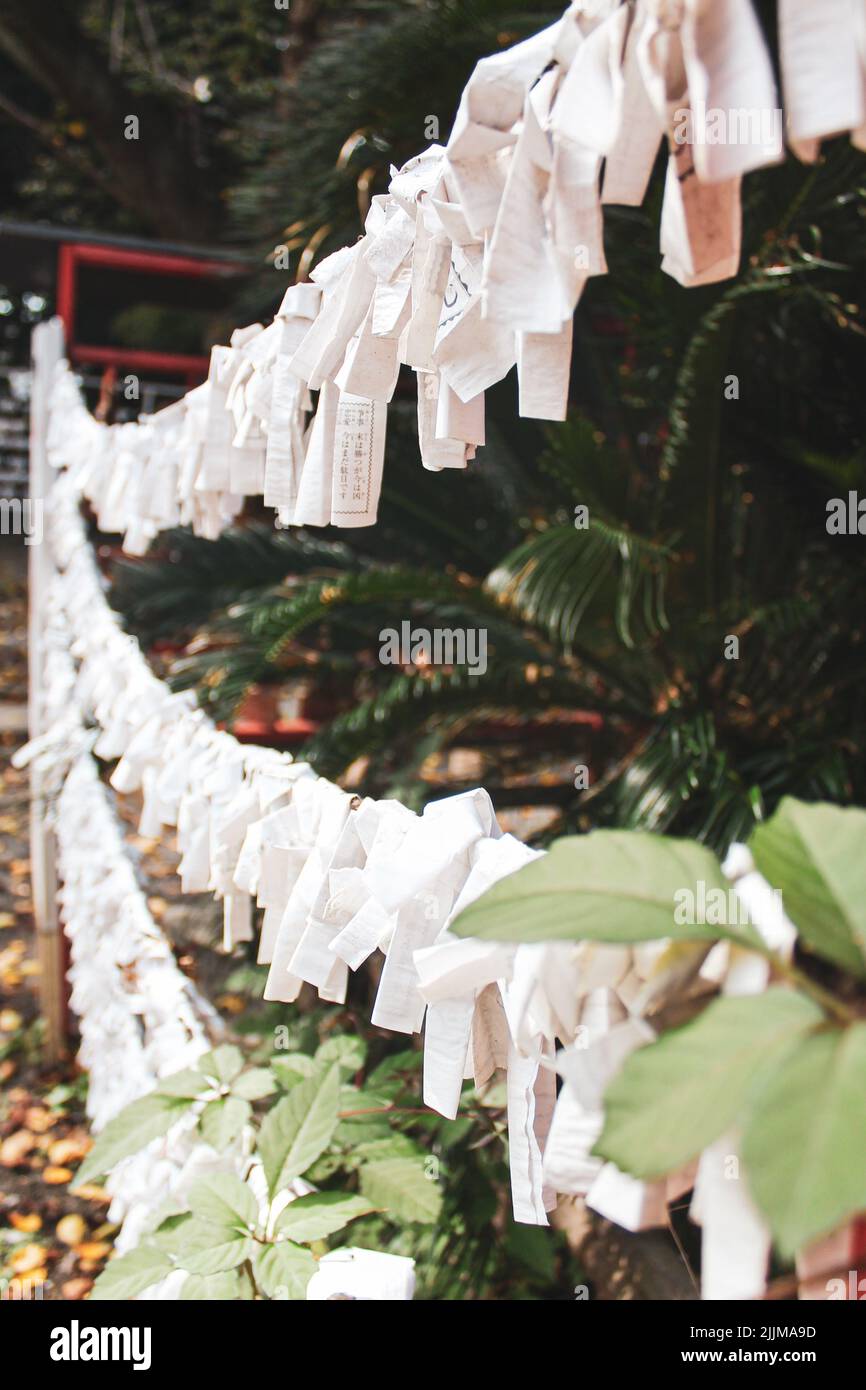 A vertical shot of Omikuji Japanese divination in a Japanese temple ...