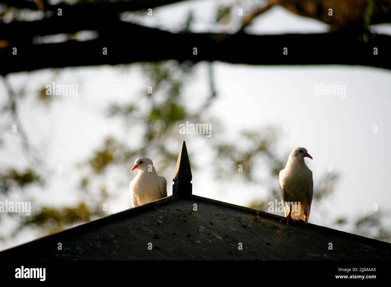 White dove birdhouse hi-res stock photography and images - Alamy