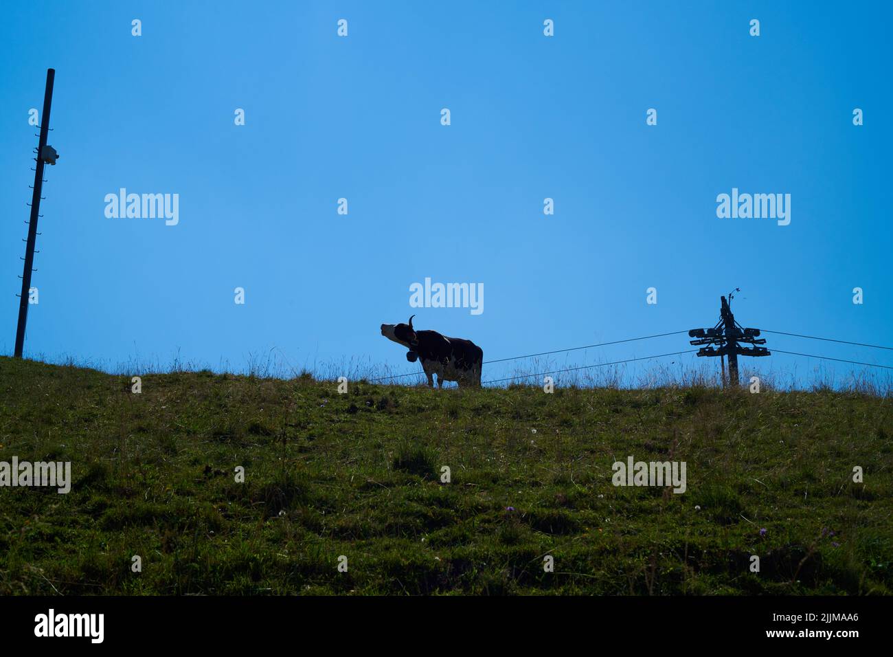 Healthy milk cows in the fields on the hills of the Alps in Bavaria ...