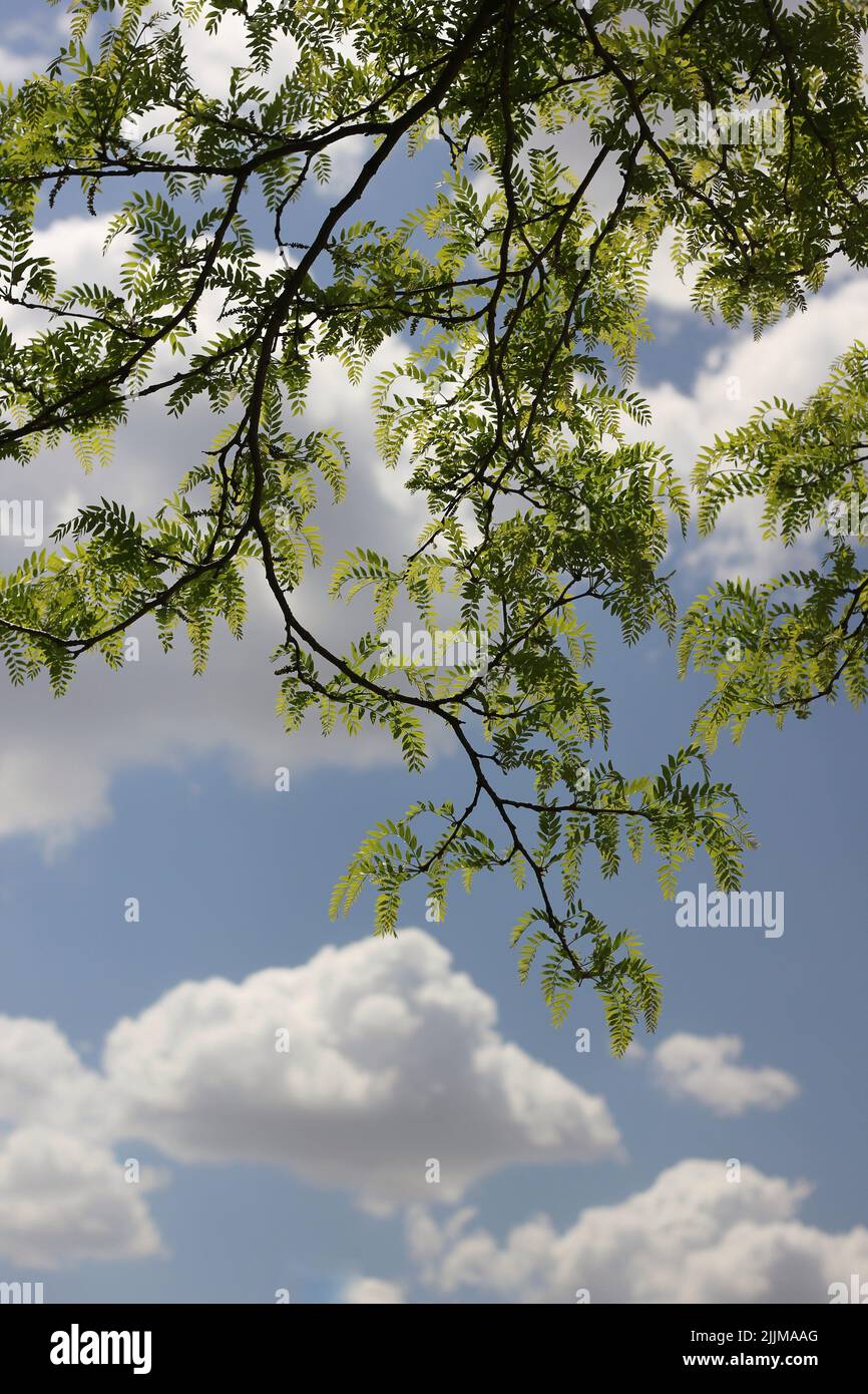 Leafy spring green trees growing in the meadow against the sky with ...