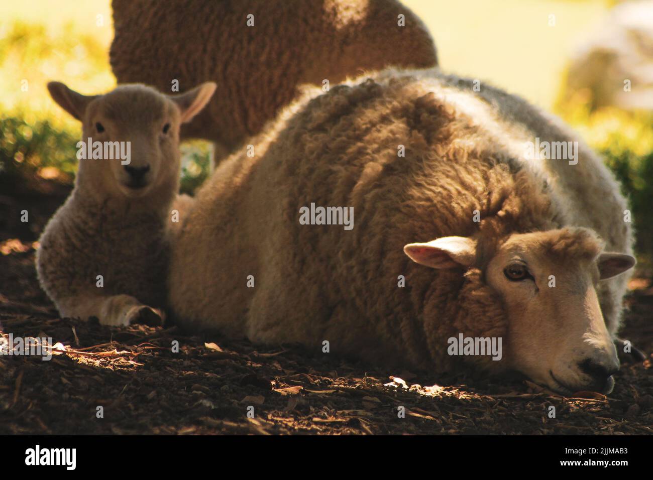 Photo of sheep hi-res stock photography and images - Alamy
