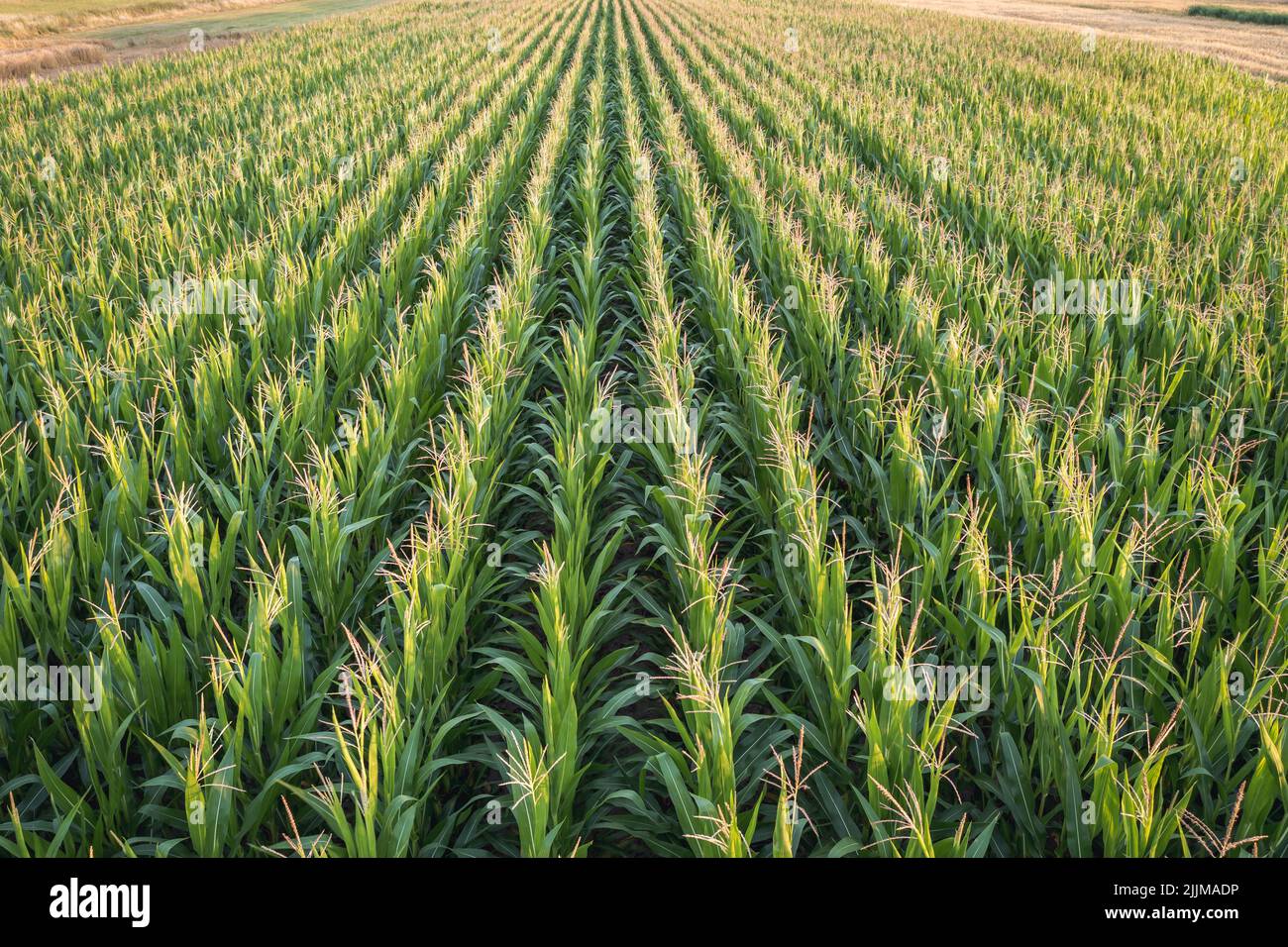 Maize field by drone hi-res stock photography and images - Alamy