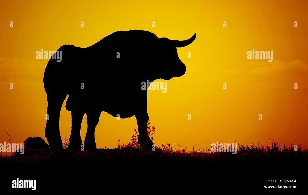 A bull silhouette standing against the sunset background Stock Photo ...