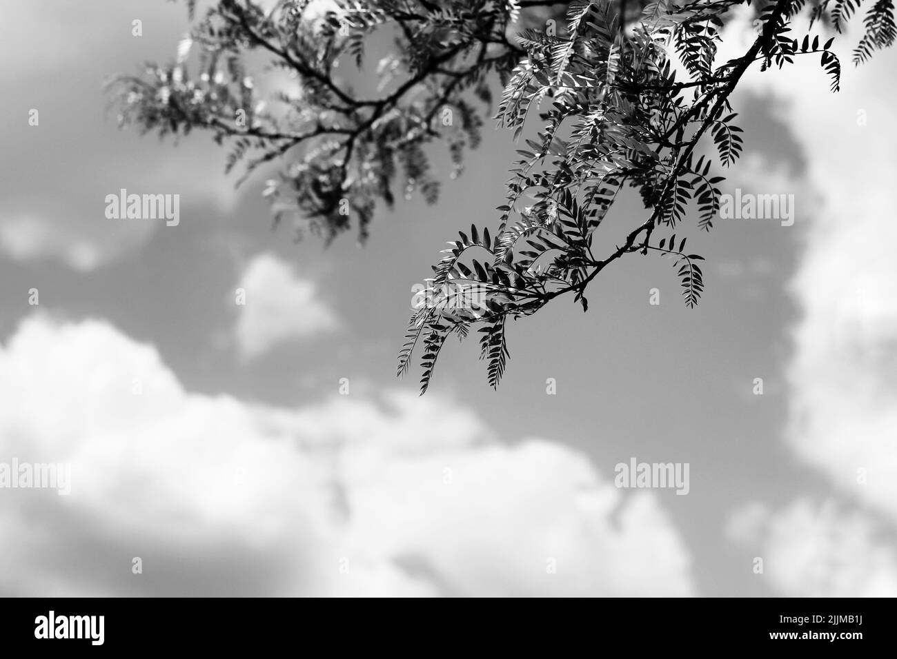 Leafy spring trees growing in the meadow against the sky with fluffy ...