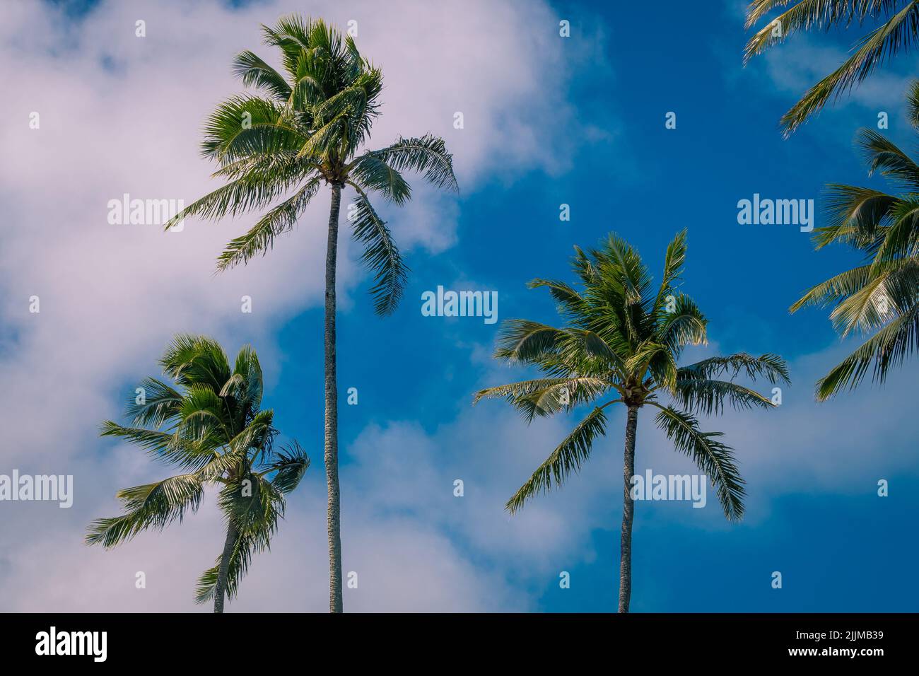 Trees swaying in breeze hi-res stock photography and images - Alamy