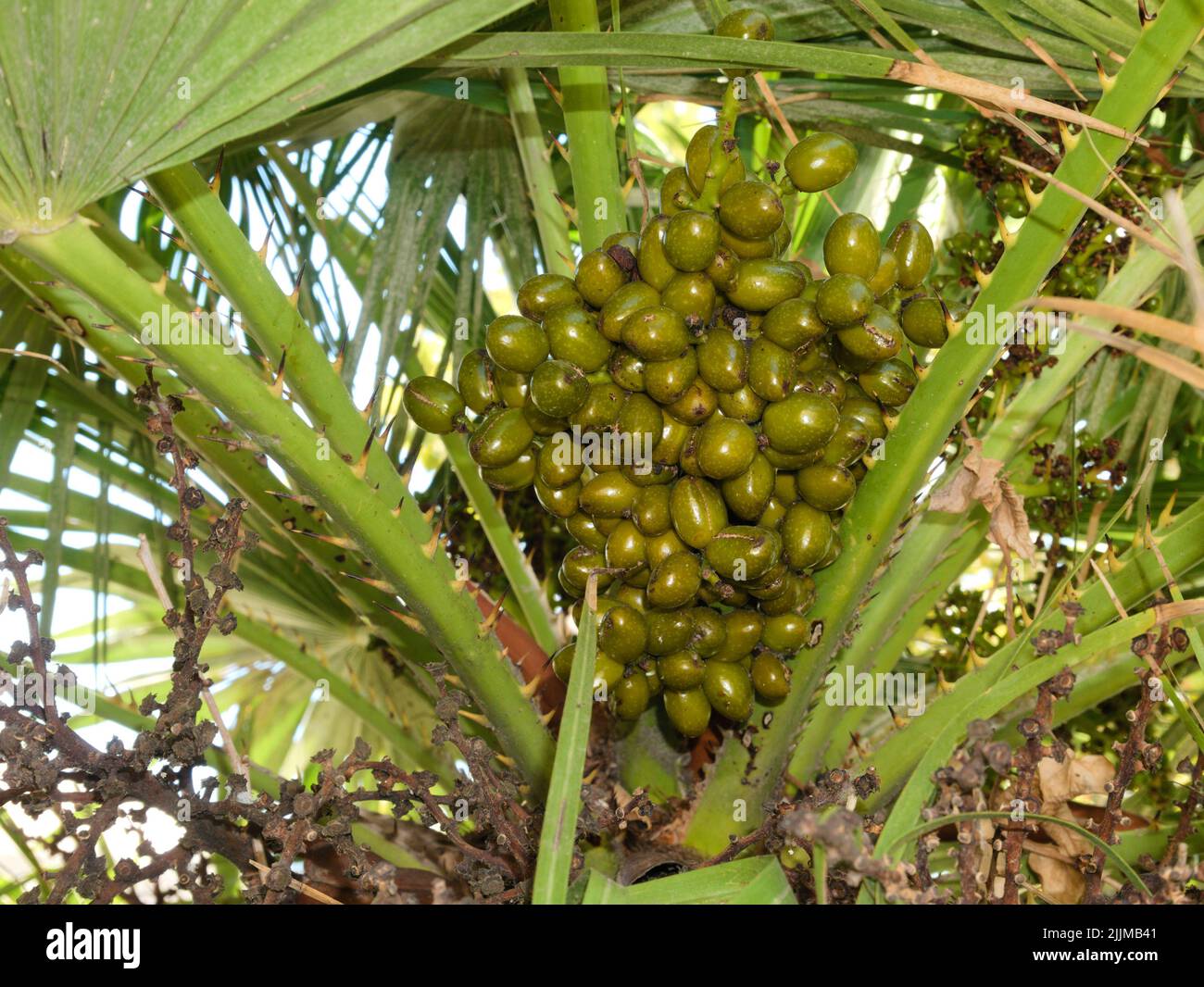 A palmetto with green berries Stock Photo - Alamy