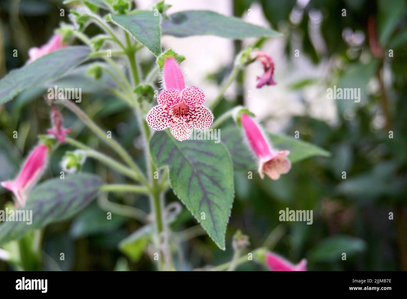 Pink kohleria hi-res stock photography and images - Alamy