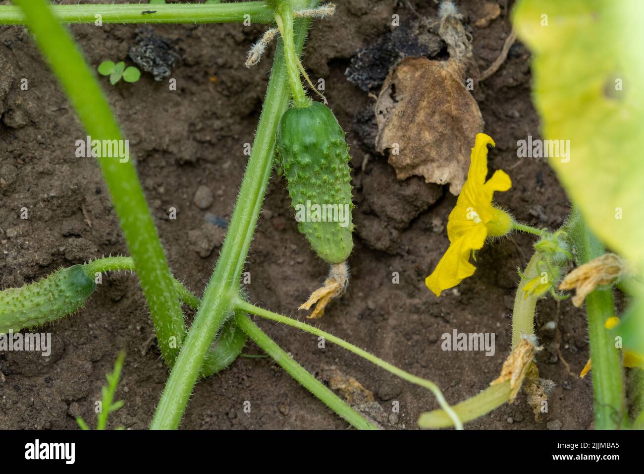 Young plant cucumber with blooming cucumber flowers. Cultivation of ...