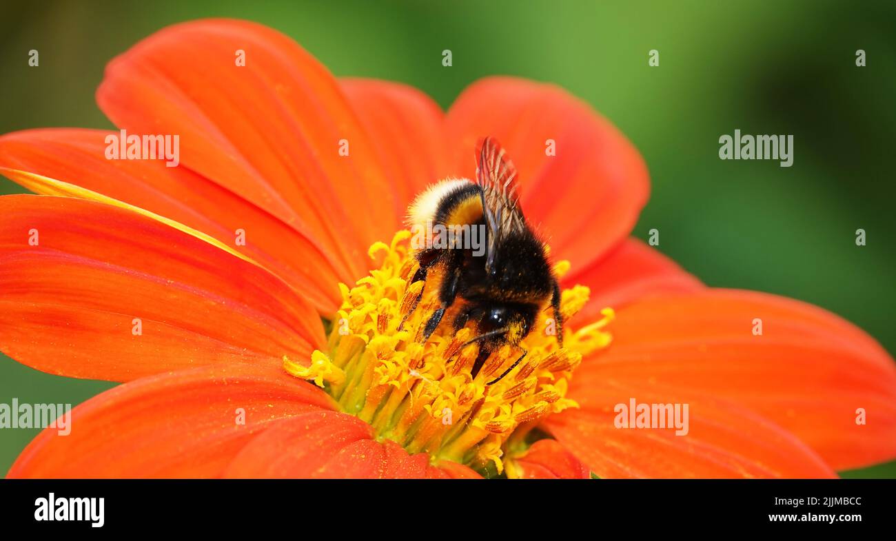 Close-up flowers of Titonia are very delicate and beautiful Stock Photo ...