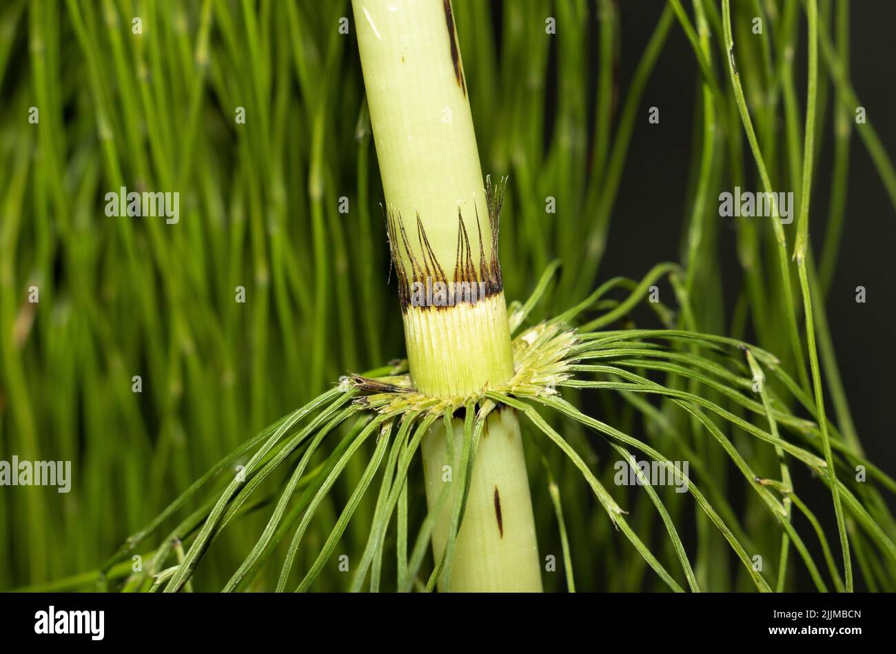 The structure of a stem of Great Horsetail. This is an ancient spore ...