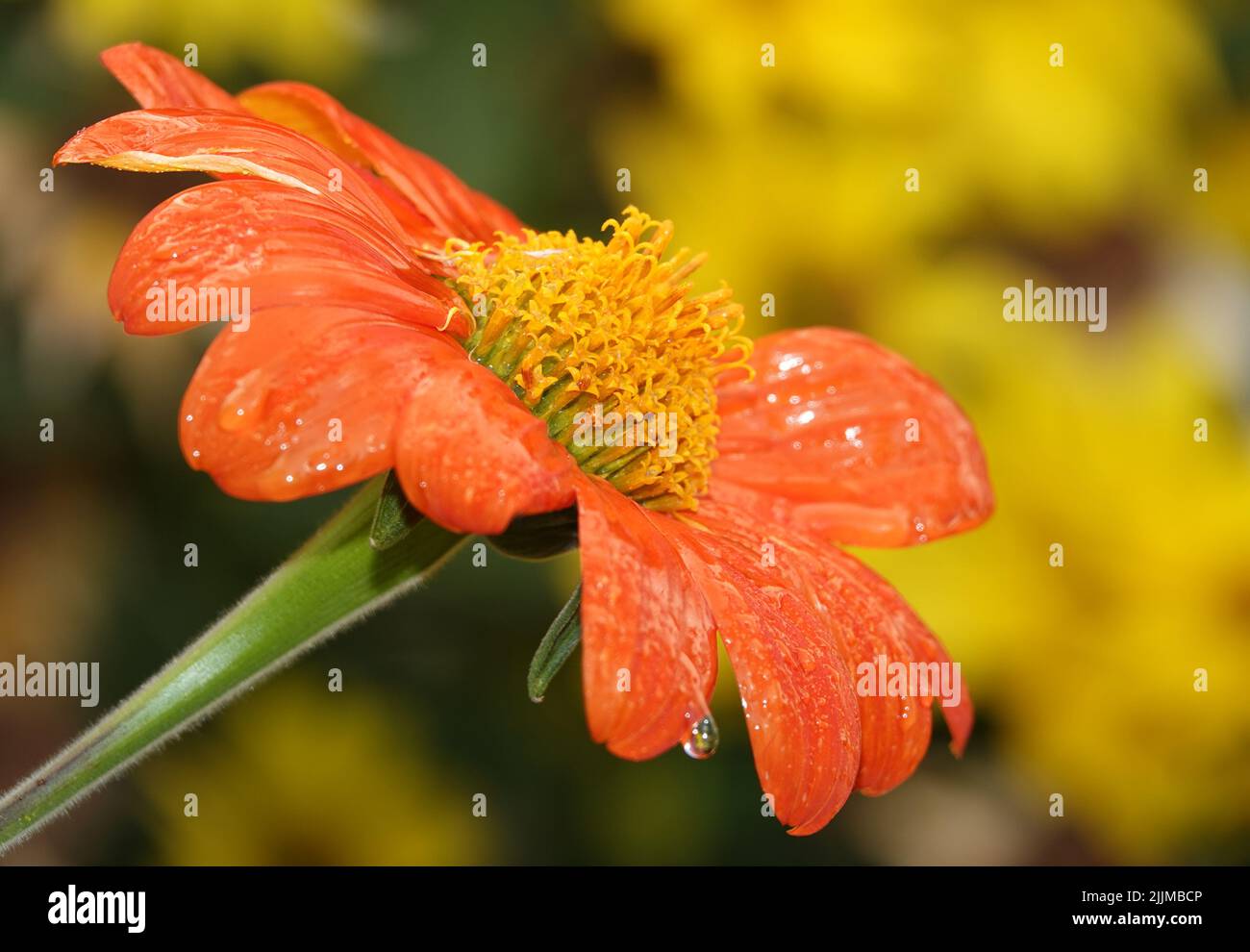 Close-up flowers of Titonia are very delicate and beautiful Stock Photo ...