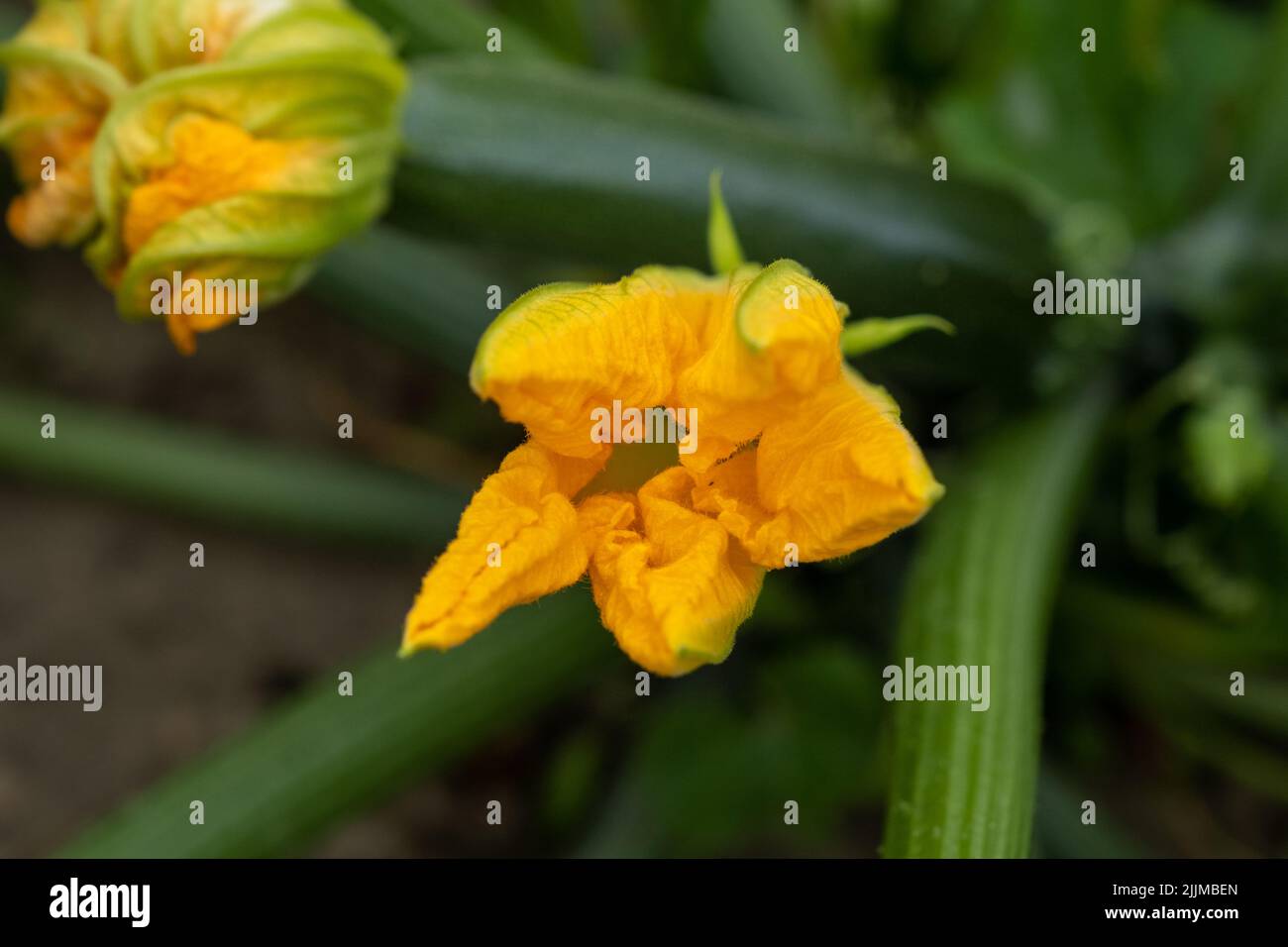 Zucchini plant. Zucchini flower. Green vegetable marrow growing on bush ...