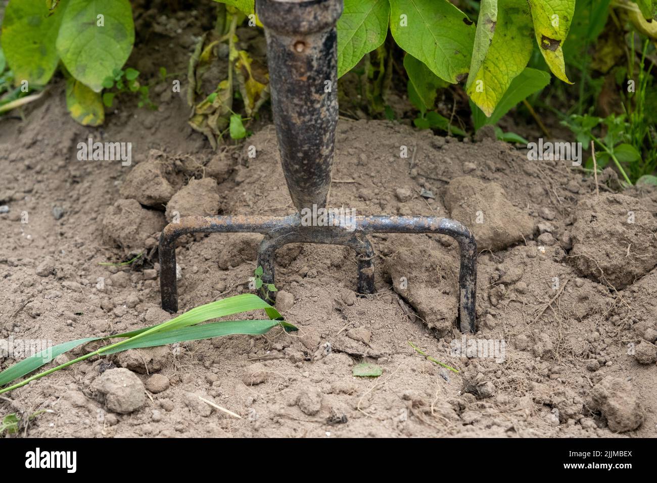 Rusty old fork in the vegetable garden Stock Photo - Alamy