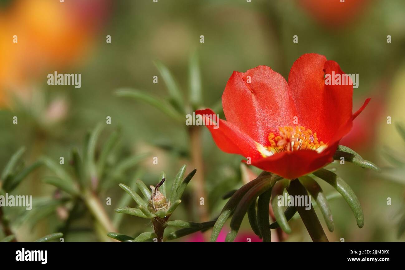 Purslane flowers close-up very delicate and beautiful Stock Photo - Alamy